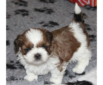 Urgence mon chiot adorable shih tzu femelle